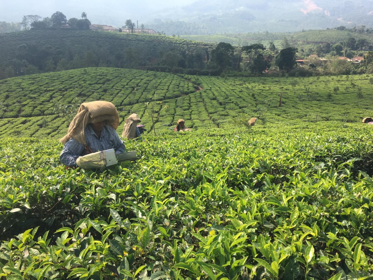 Gallery – Tea Town Kerala